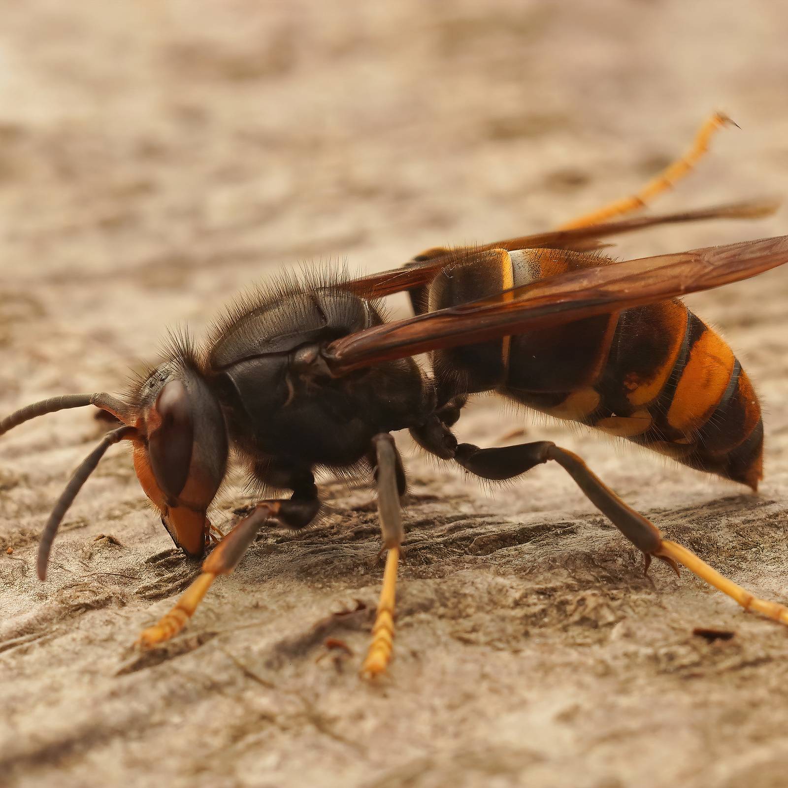 Signalez le frelon asiatique